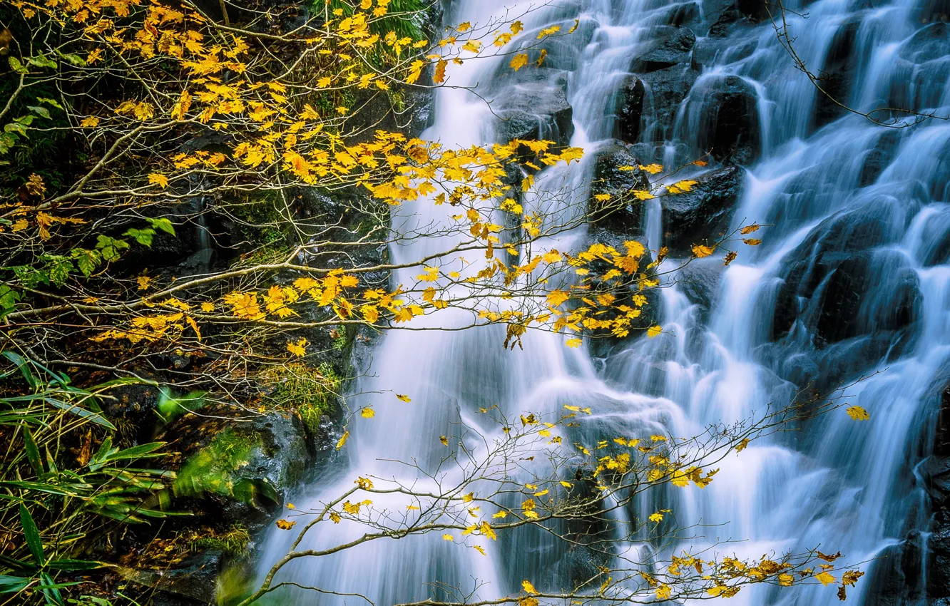 Wallpaper autumn, leaves, waterfall, stream, cascade for mobile and ...