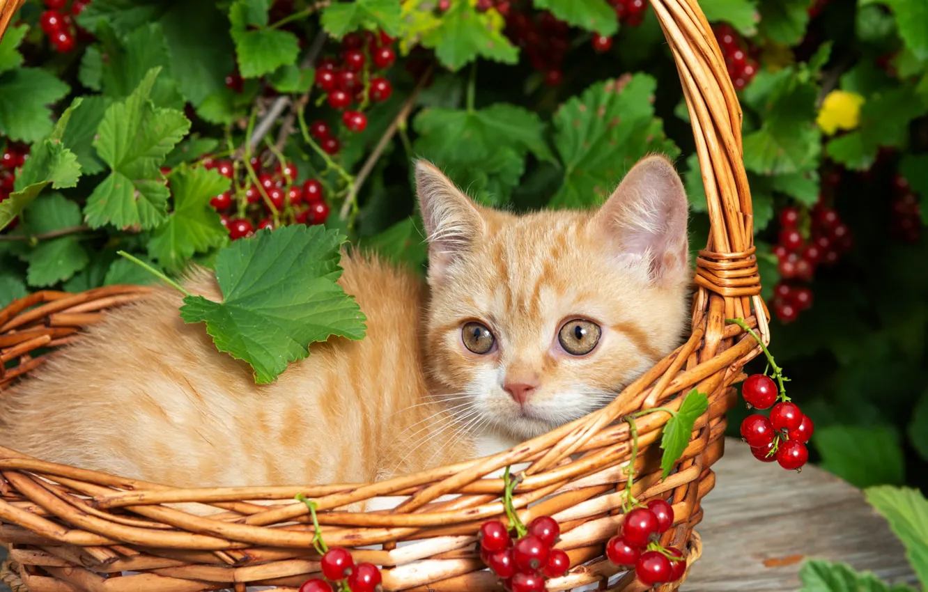 Wallpaper cat, summer, look, leaves, red, berries, table, baby for ...