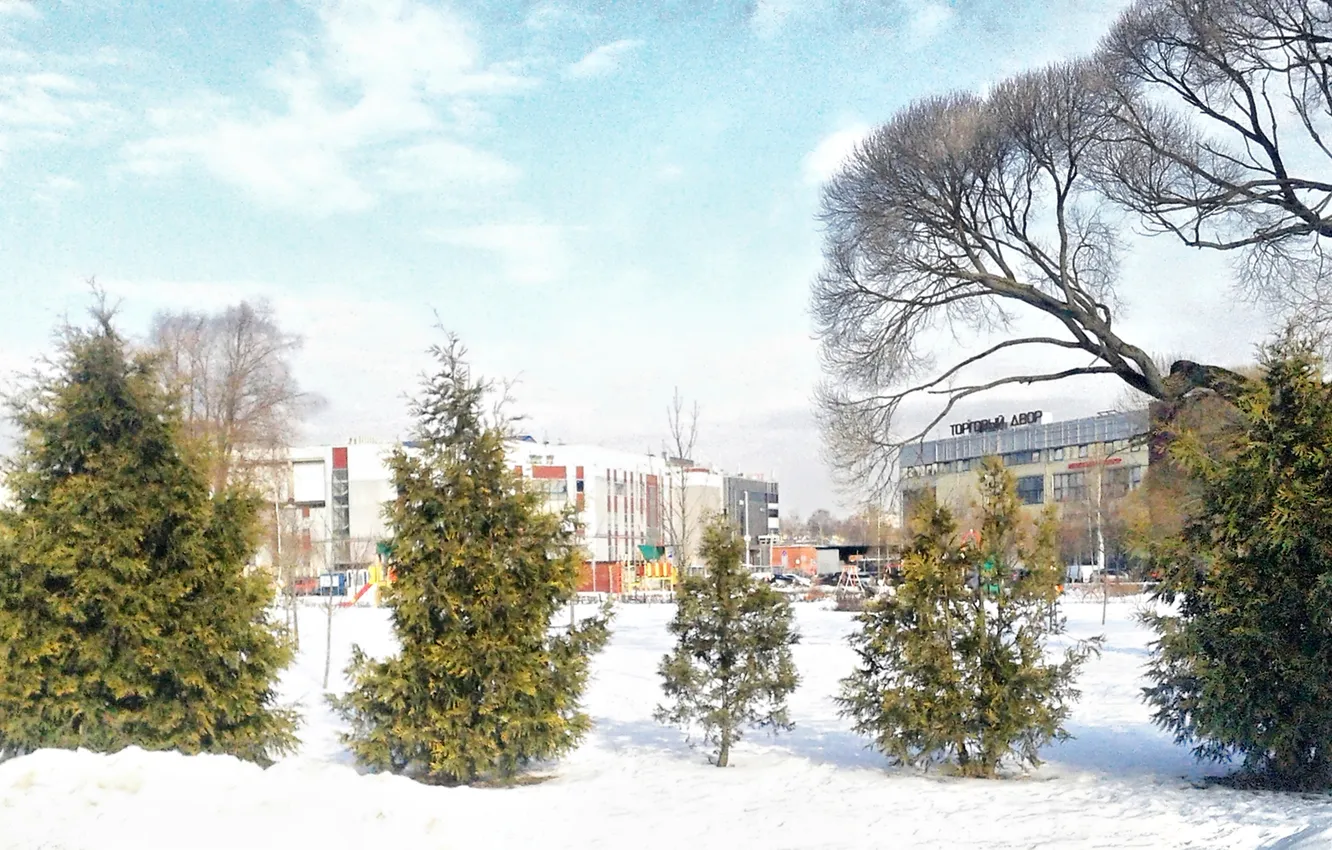 Wallpaper nature, February 2025, The life tree, Western Thuja for ...