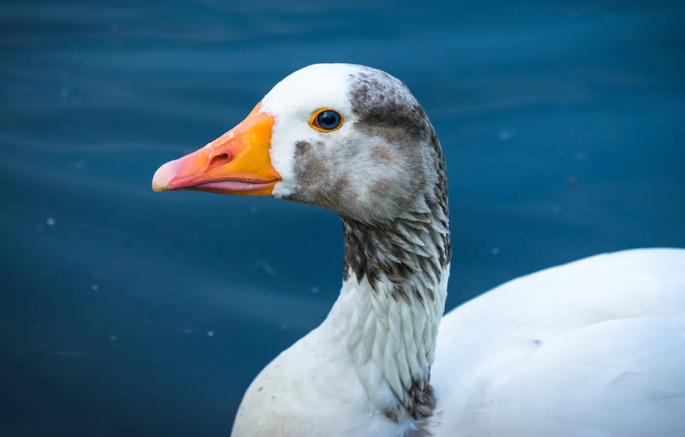 Wallpaper eyes, water, nature, background, blue, bird, portrait, color ...