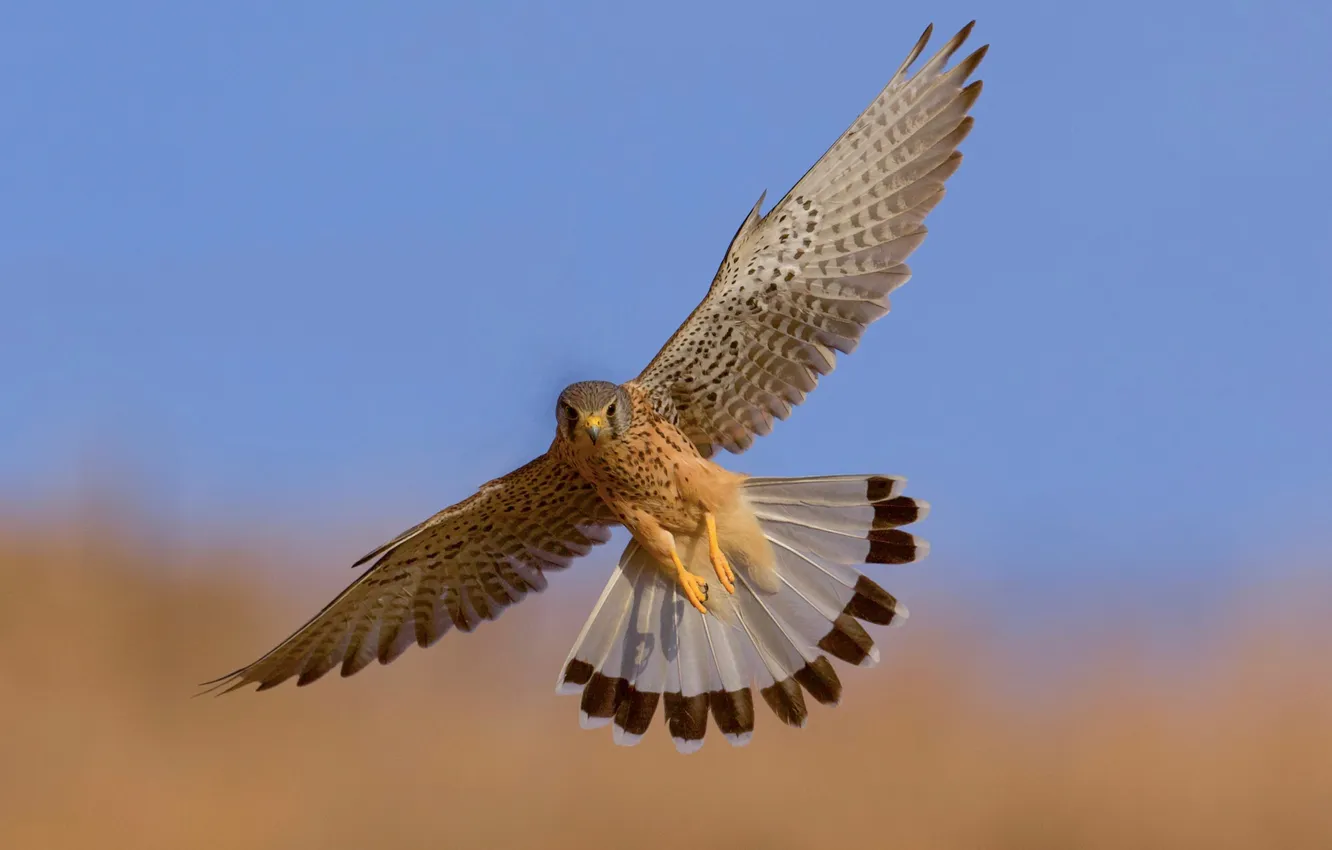 Wallpaper Eagle, Predator, bird, flight for mobile and desktop, section ...