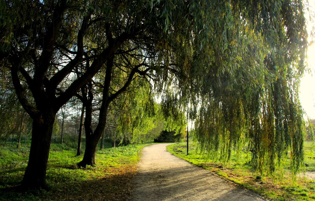 Wallpaper park, tree, alley for mobile and desktop, section пейзажи ...