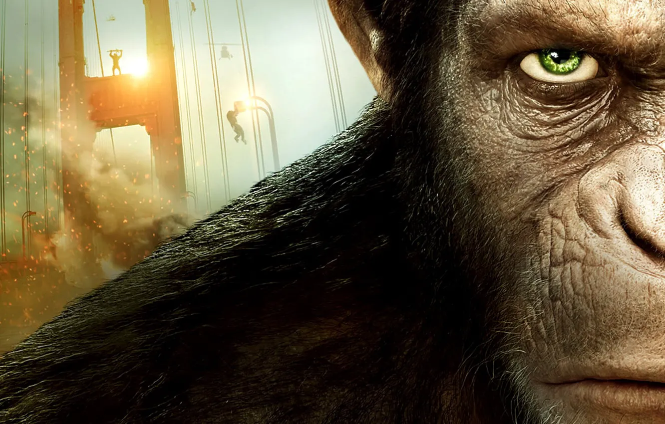 Wallpaper cinema, fire, flame, monkey, movie, animal, film, head for ...