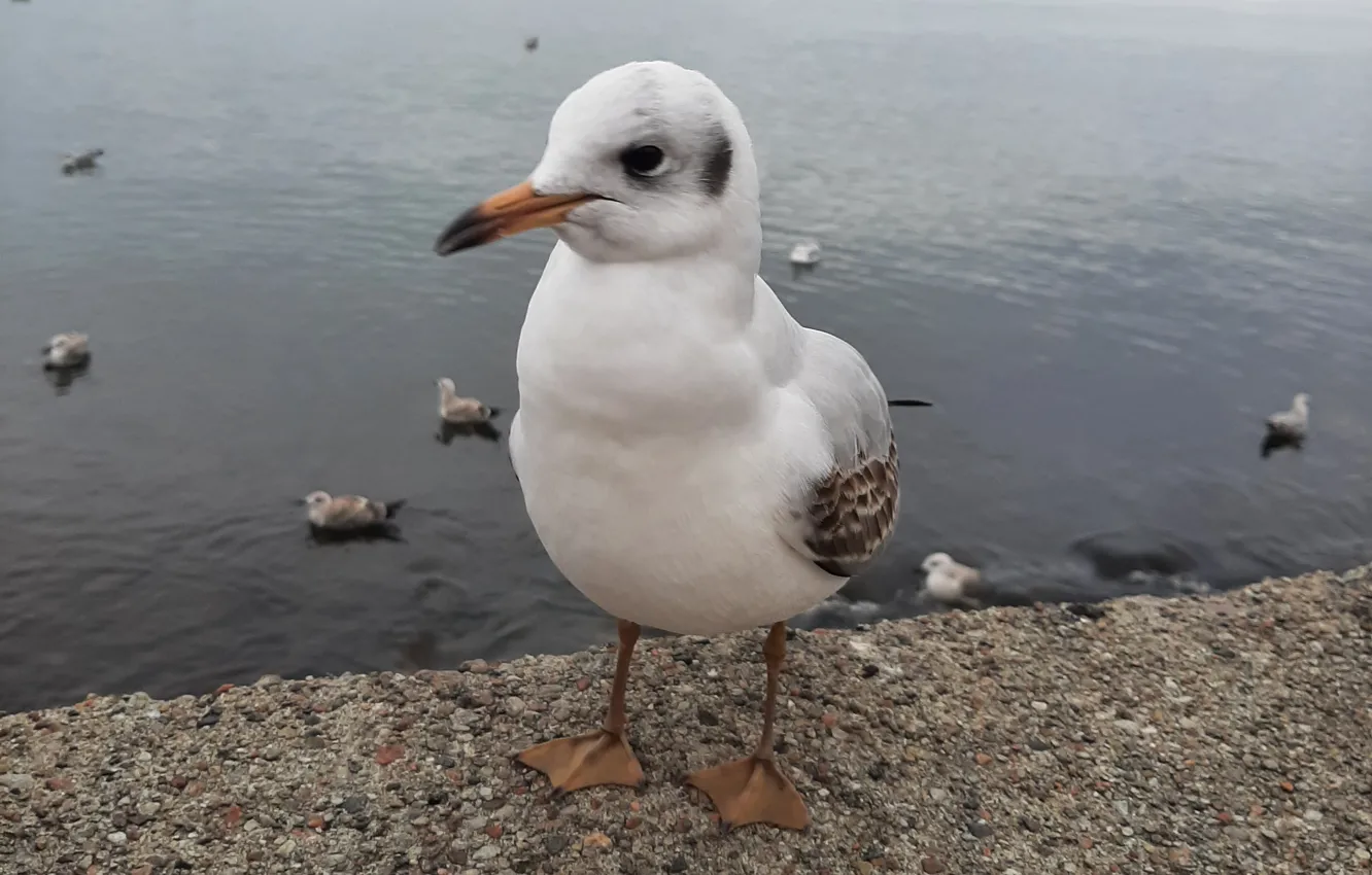 Wallpaper morze, Seabirds, mewa for mobile and desktop, section ...