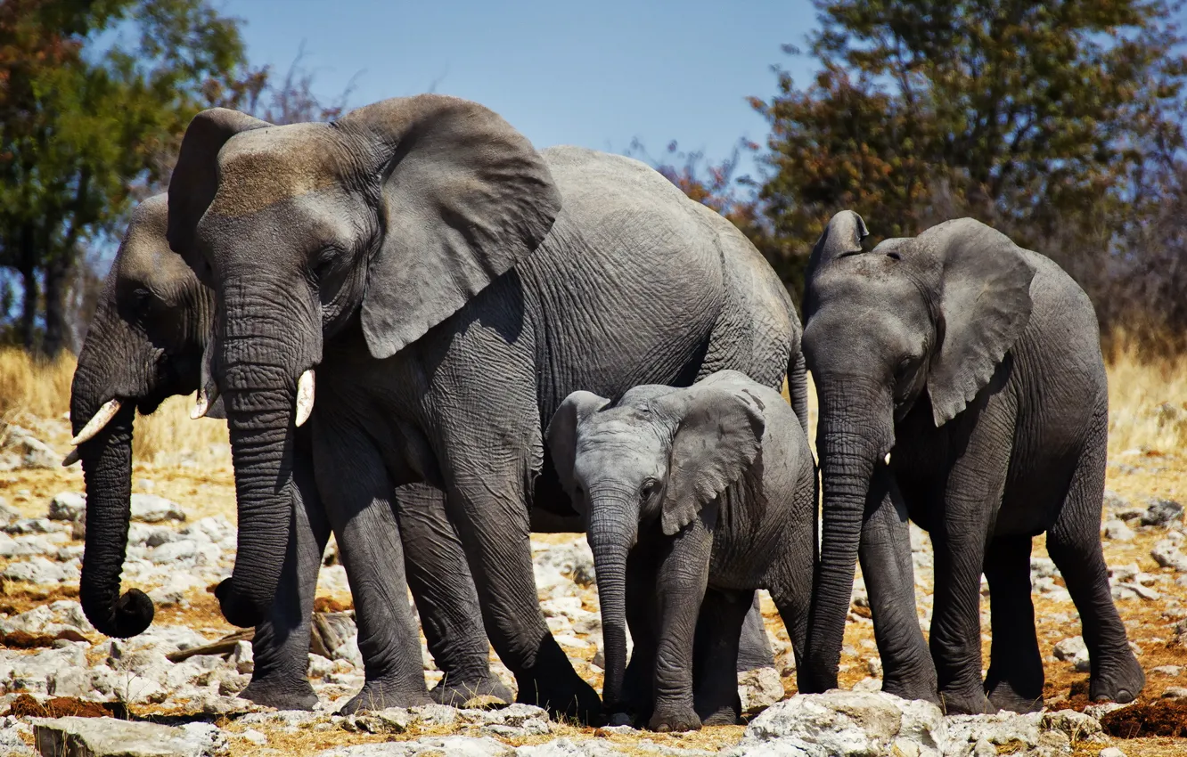 Wallpaper nature, Africa, elephants for mobile and desktop, section ...