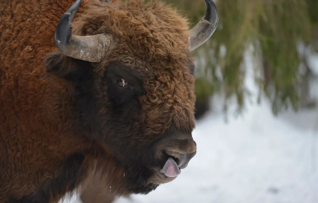 Wallpaper language, eyes, laughter, horns, fun, bull, Buffalo, bison ...