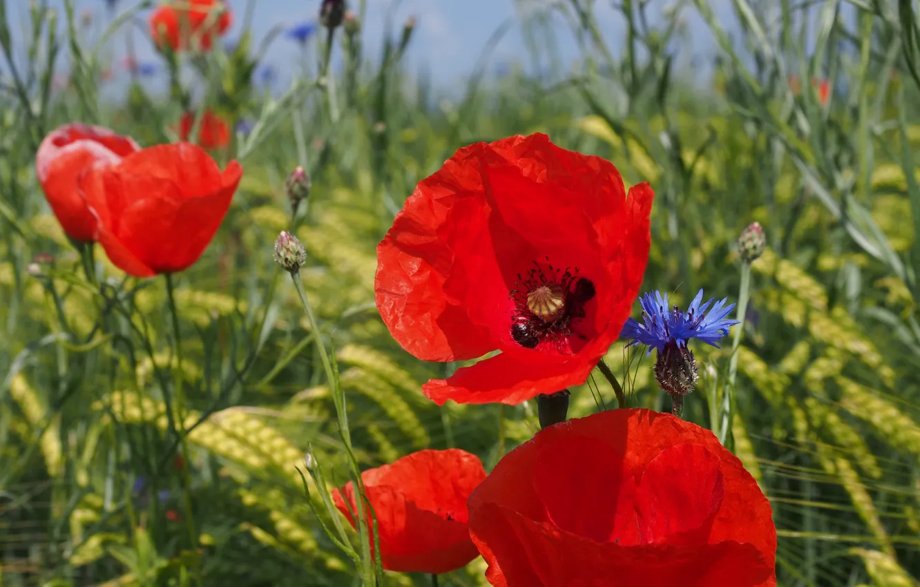 Wallpaper flowers, blue, red, rye, Maki, ears, cornflowers for mobile ...