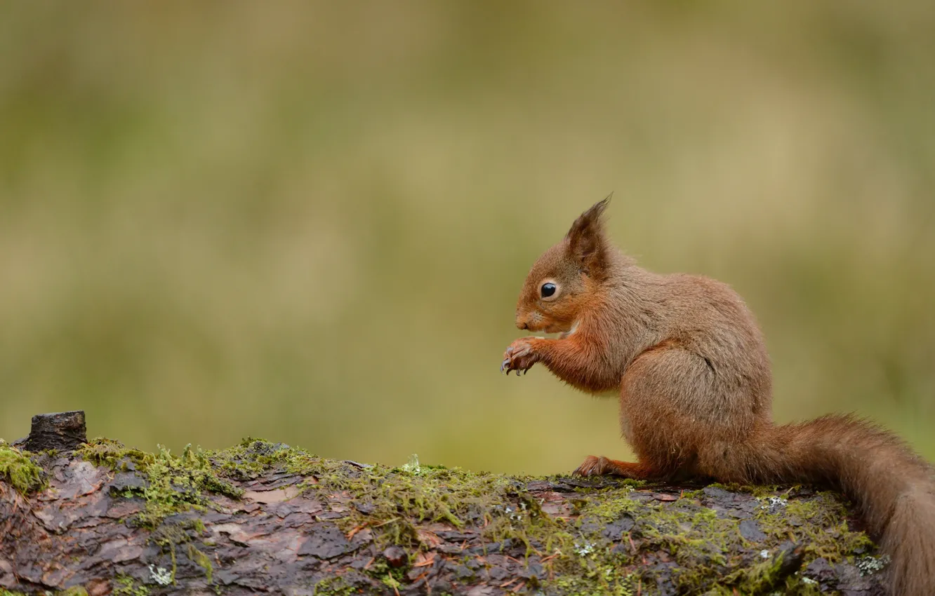 Wallpaper nature, background, moss, protein, profile, log, sitting for ...