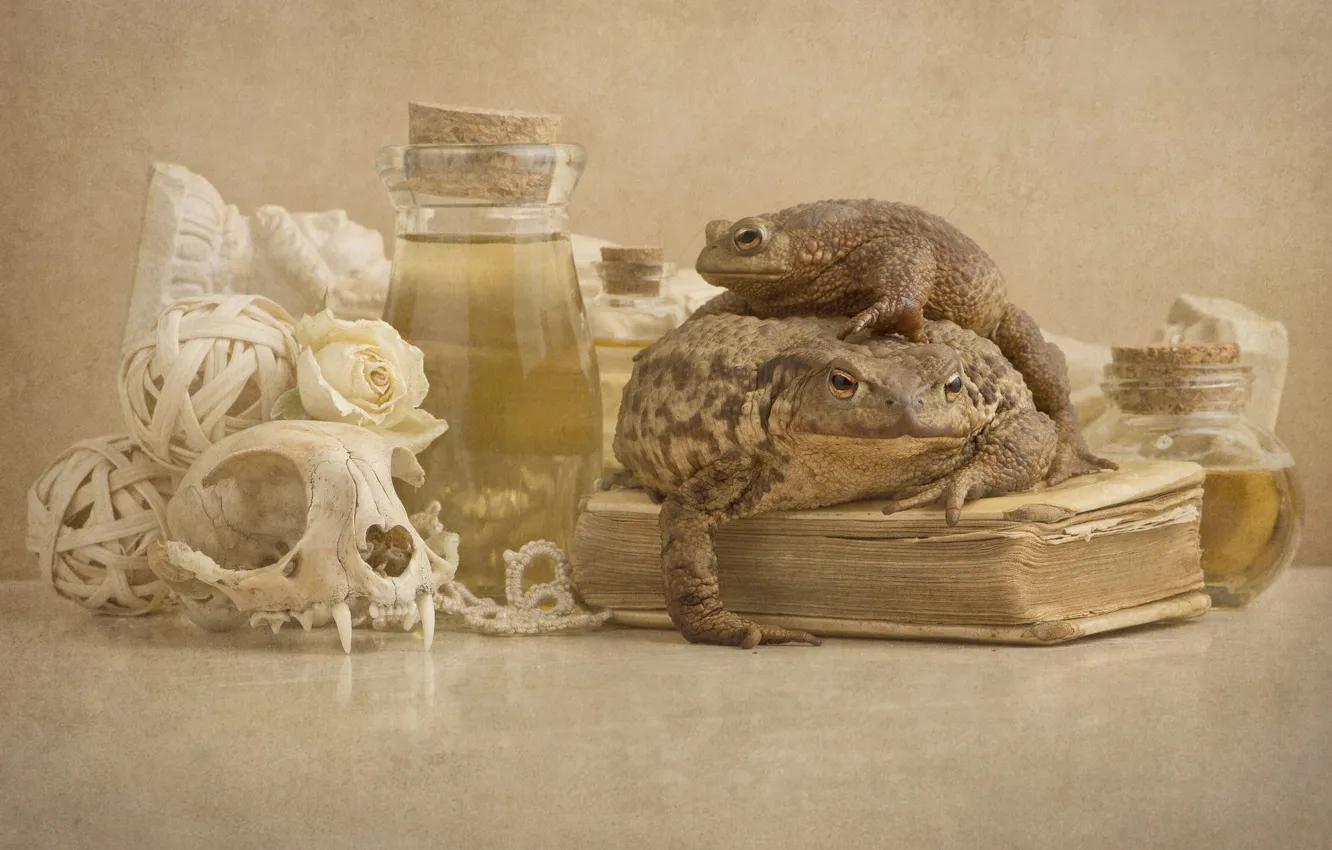Wallpaper frog, book, still life for mobile and desktop, section ...
