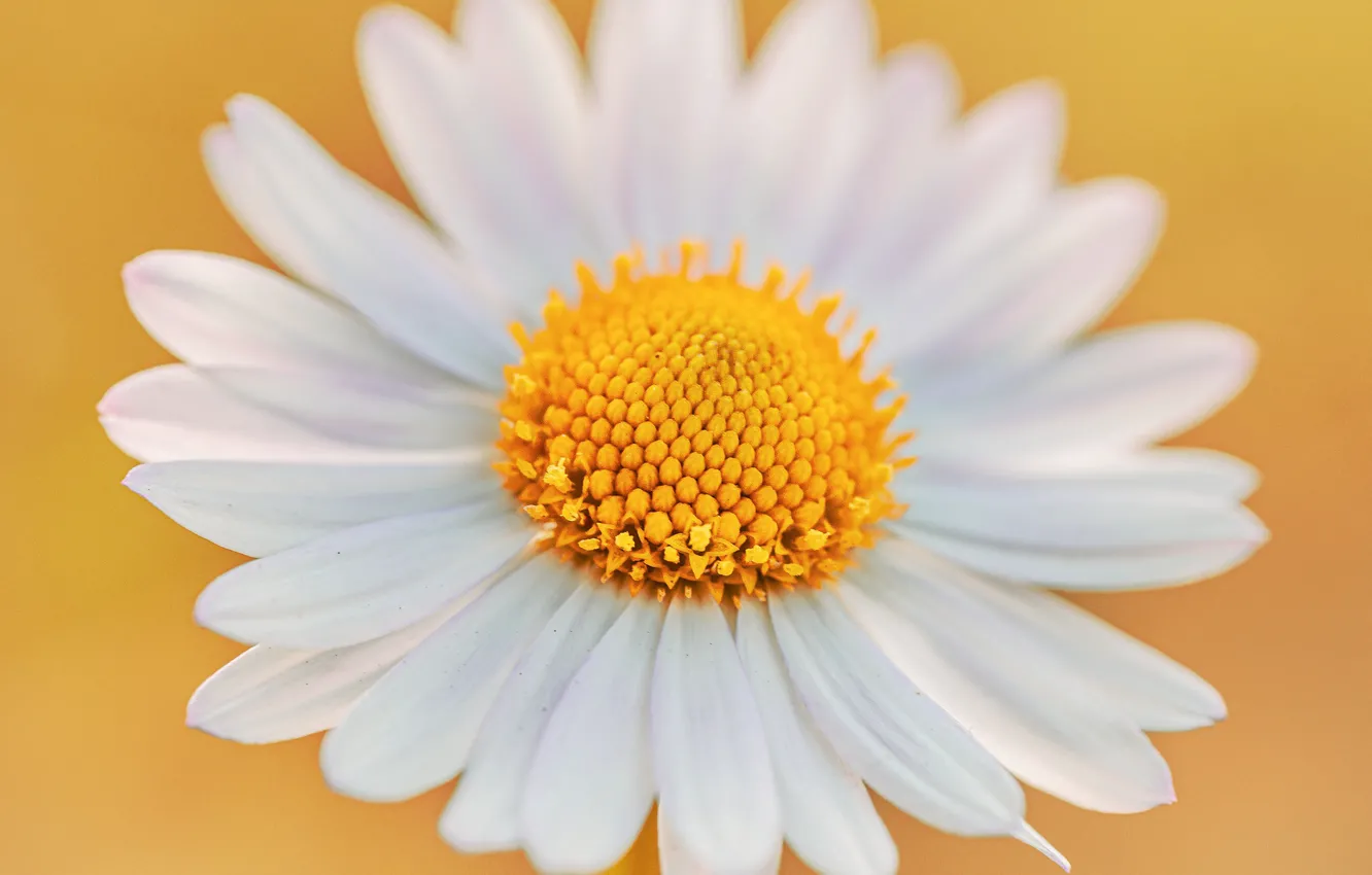 Wallpaper flower, macro, background, Daisy, Rodrigo Godinez for mobile ...