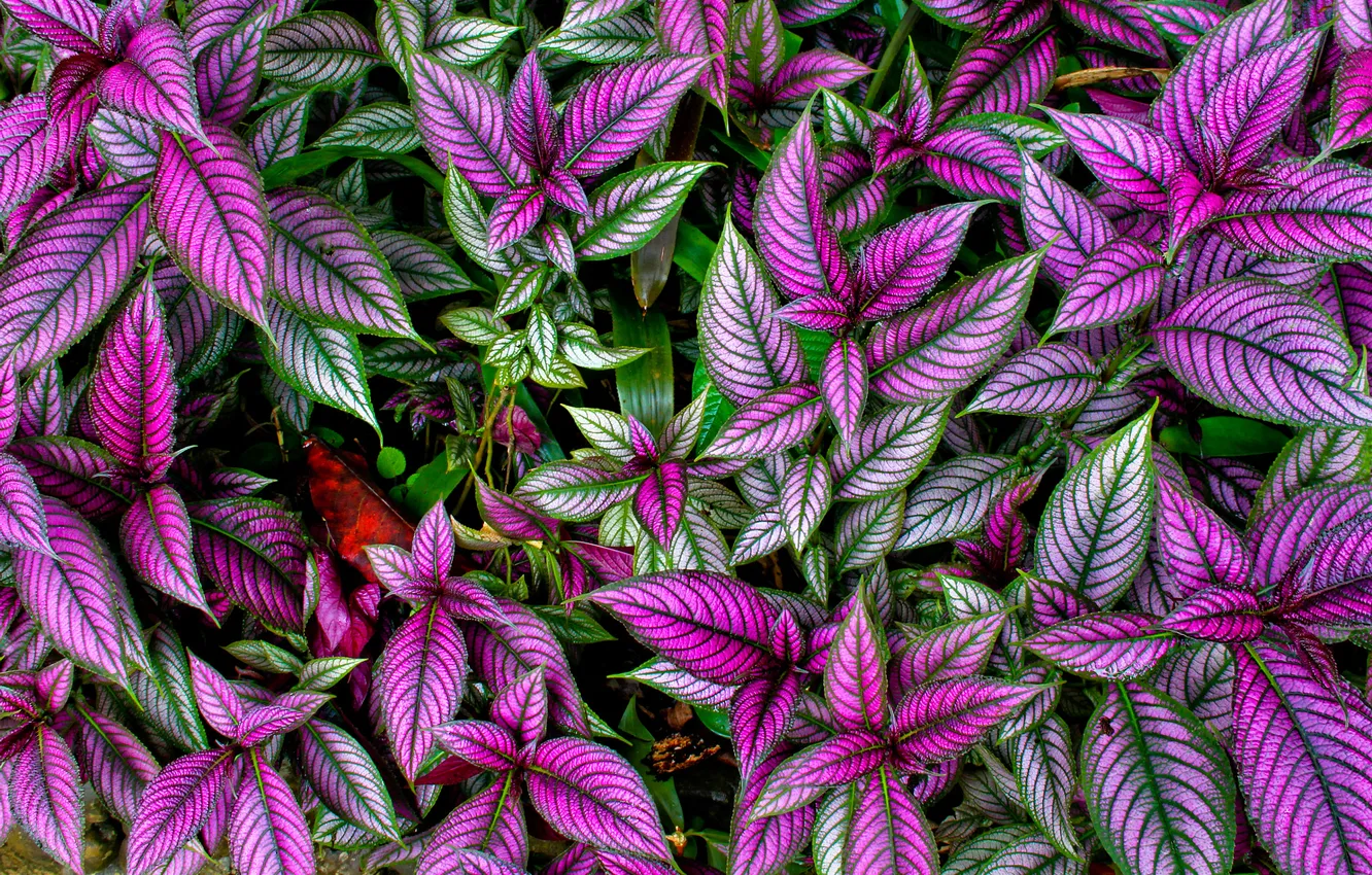 Wallpaper leaves, nature, foliage, bright, plants, green, purple ...