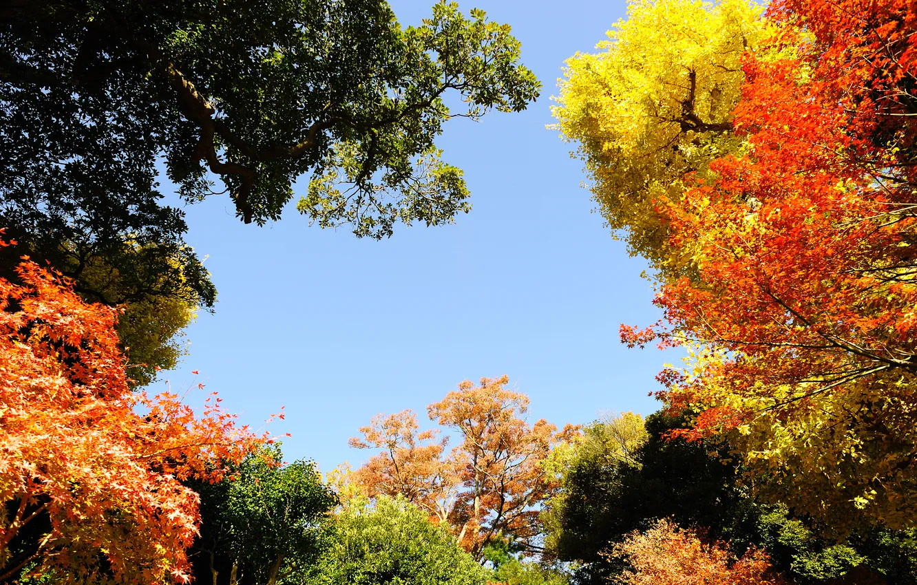 Wallpaper Day, calm, autumn, beauty, color, bright, branch, daylight ...