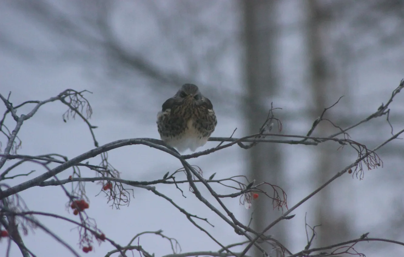 Wallpaper winter, bird, Rowan for mobile and desktop, section животные ...