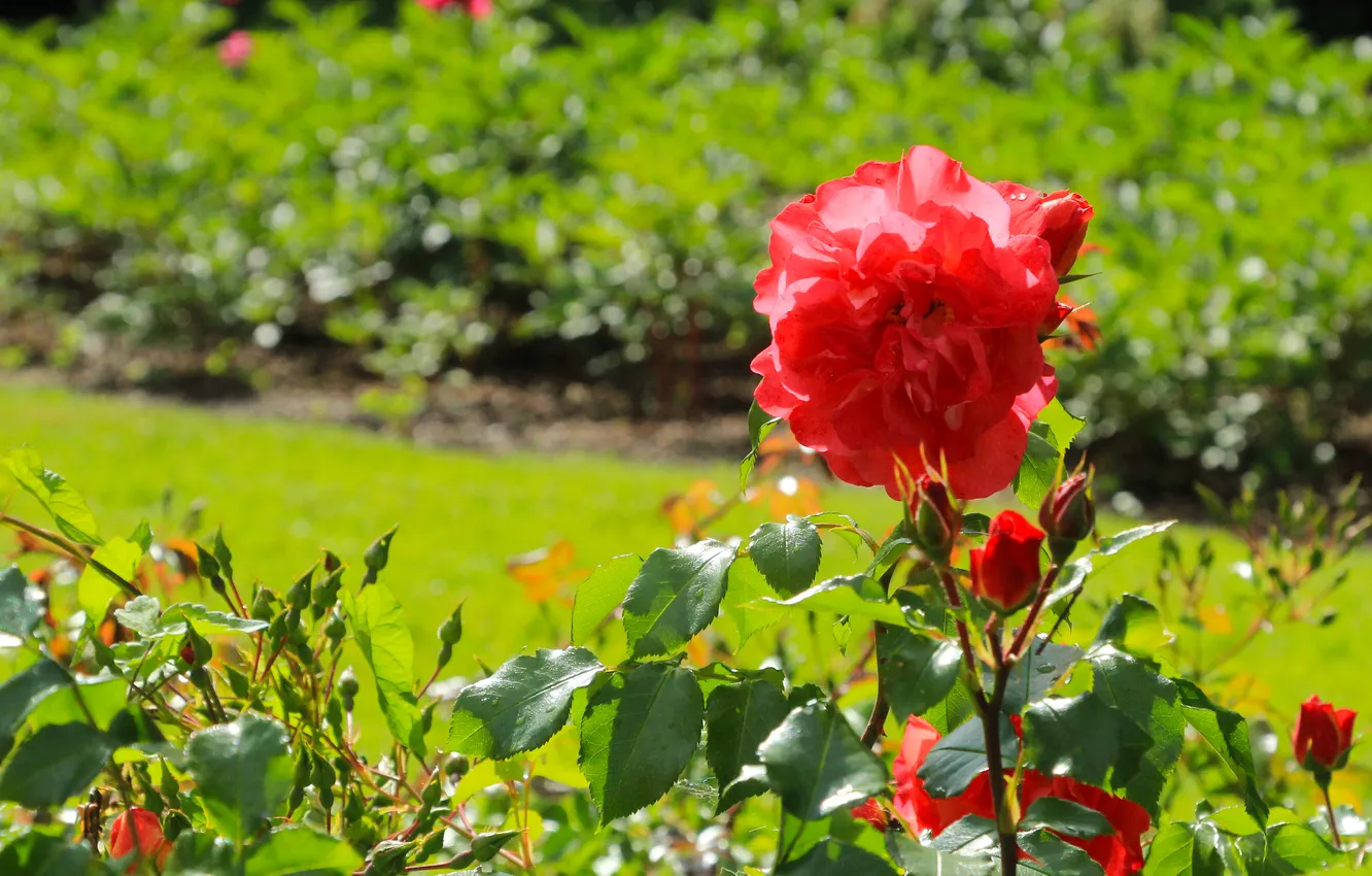 Wallpaper red, garden, roses for mobile and desktop, section природа ...