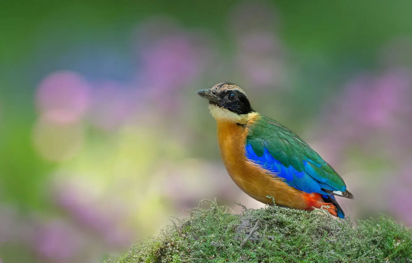 Wallpaper background, bird, bokeh for mobile and desktop, section ...