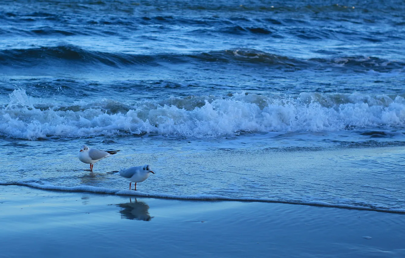 Wallpaper beach, sea, bird for mobile and desktop, section пейзажи ...