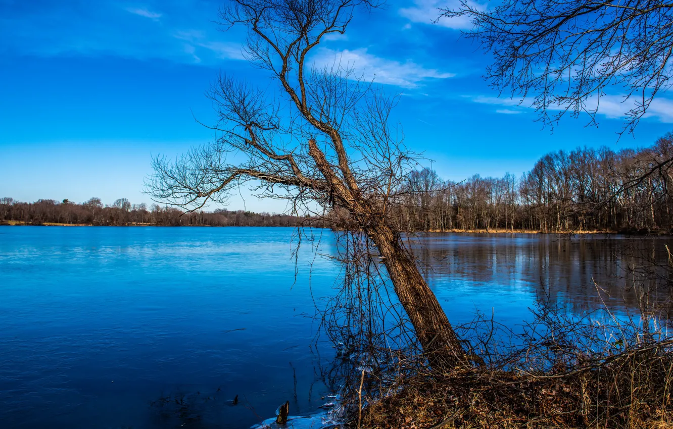 Wallpaper nature, lake, tree images for desktop, section природа - download