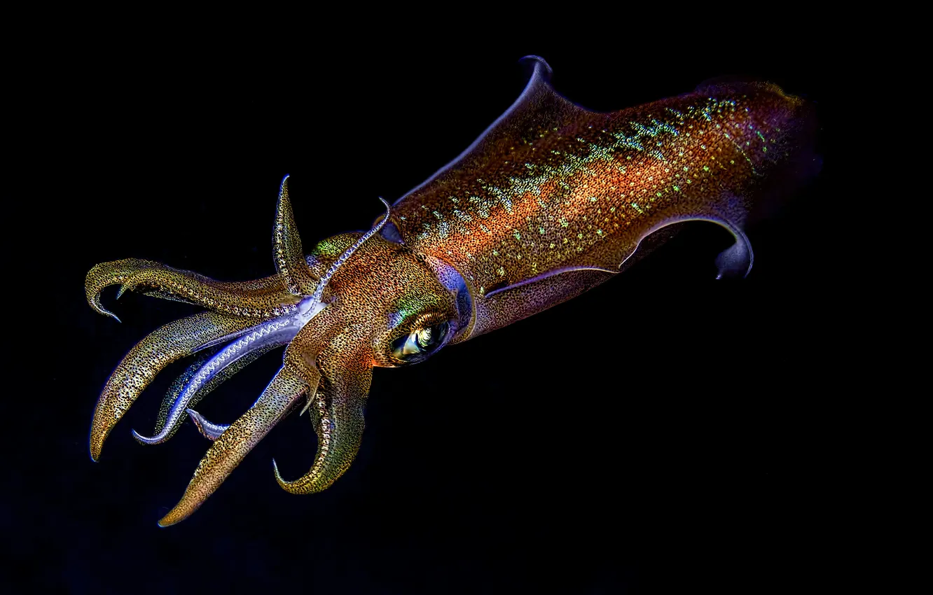 Wallpaper colorful, black, water, background, animal, creature, reef ...