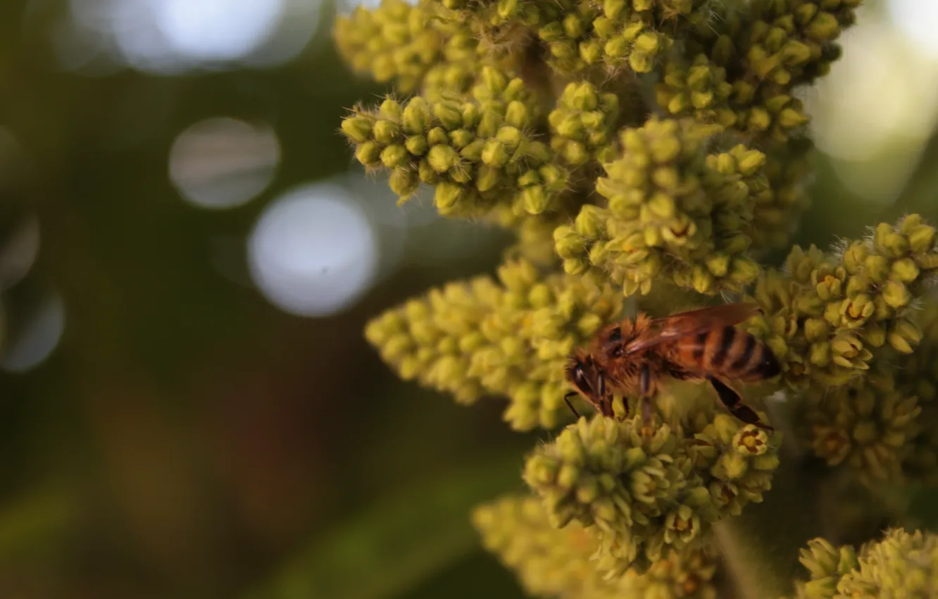 Wallpaper macro, light, green, green, plant, OSA, insect, macro for ...