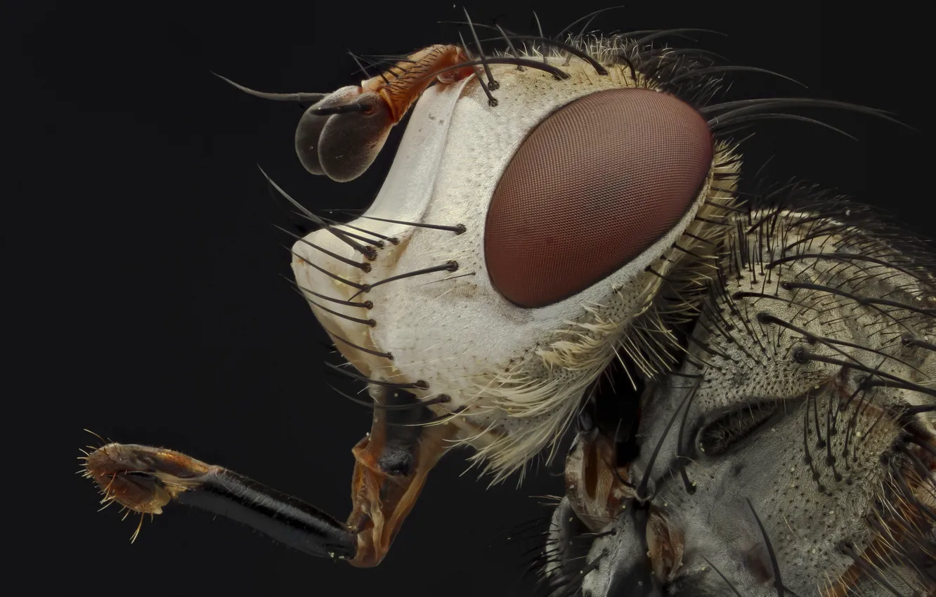 Wallpaper macro, fly, background, portrait, insect, proboscis for ...