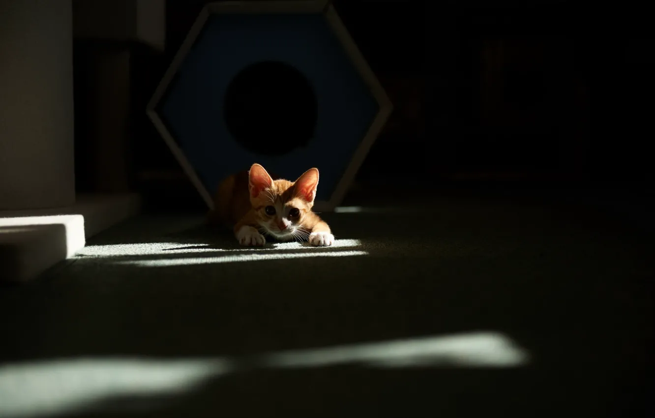 Wallpaper cat, house, background images for desktop, section кошки ...