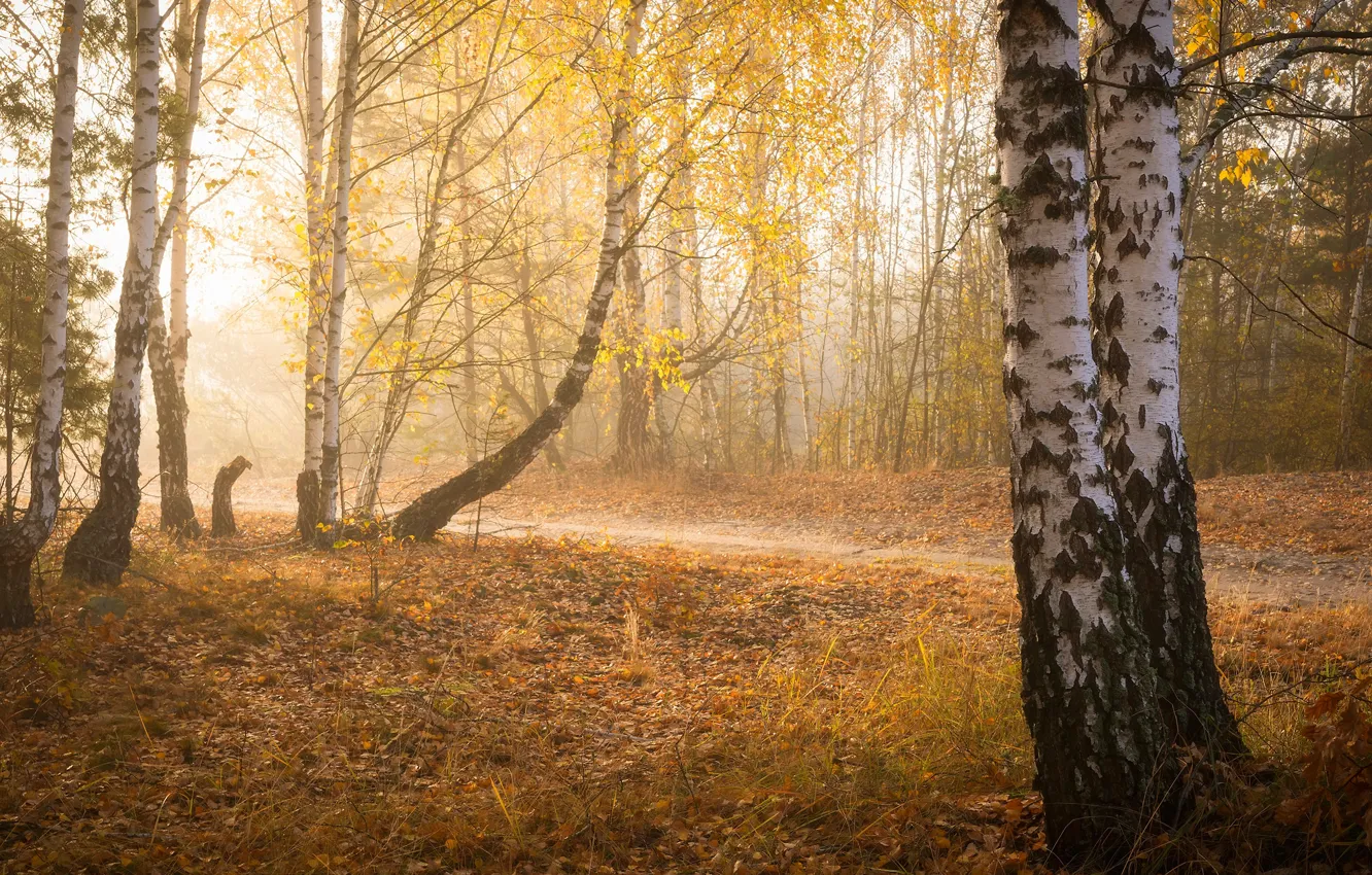 Wallpaper autumn, forest, fog, Park, foliage, morning, birch, grove for ...