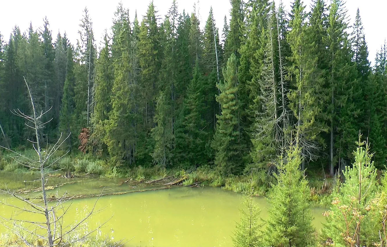 Wallpaper forest, summer, swamp, taiga, Siberia for mobile and desktop ...