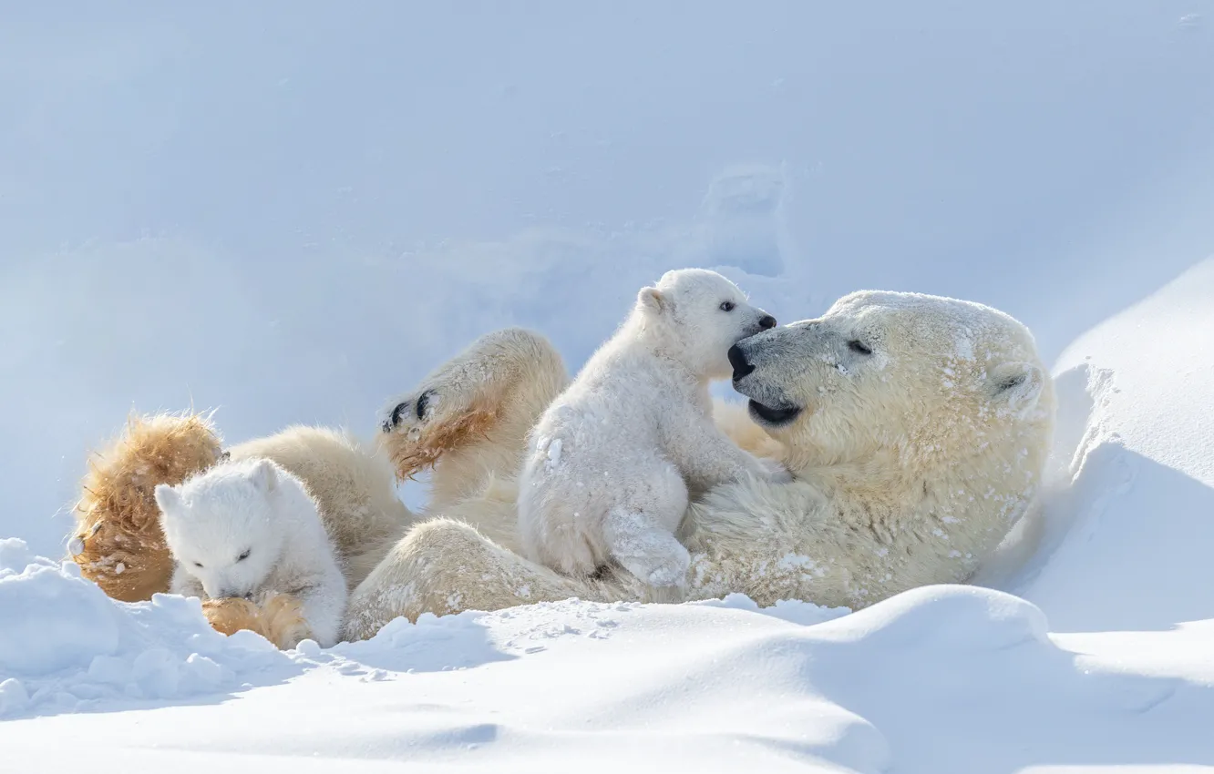 Wallpaper winter, snow, pose, stay, the snow, lies, bear, weasel for ...