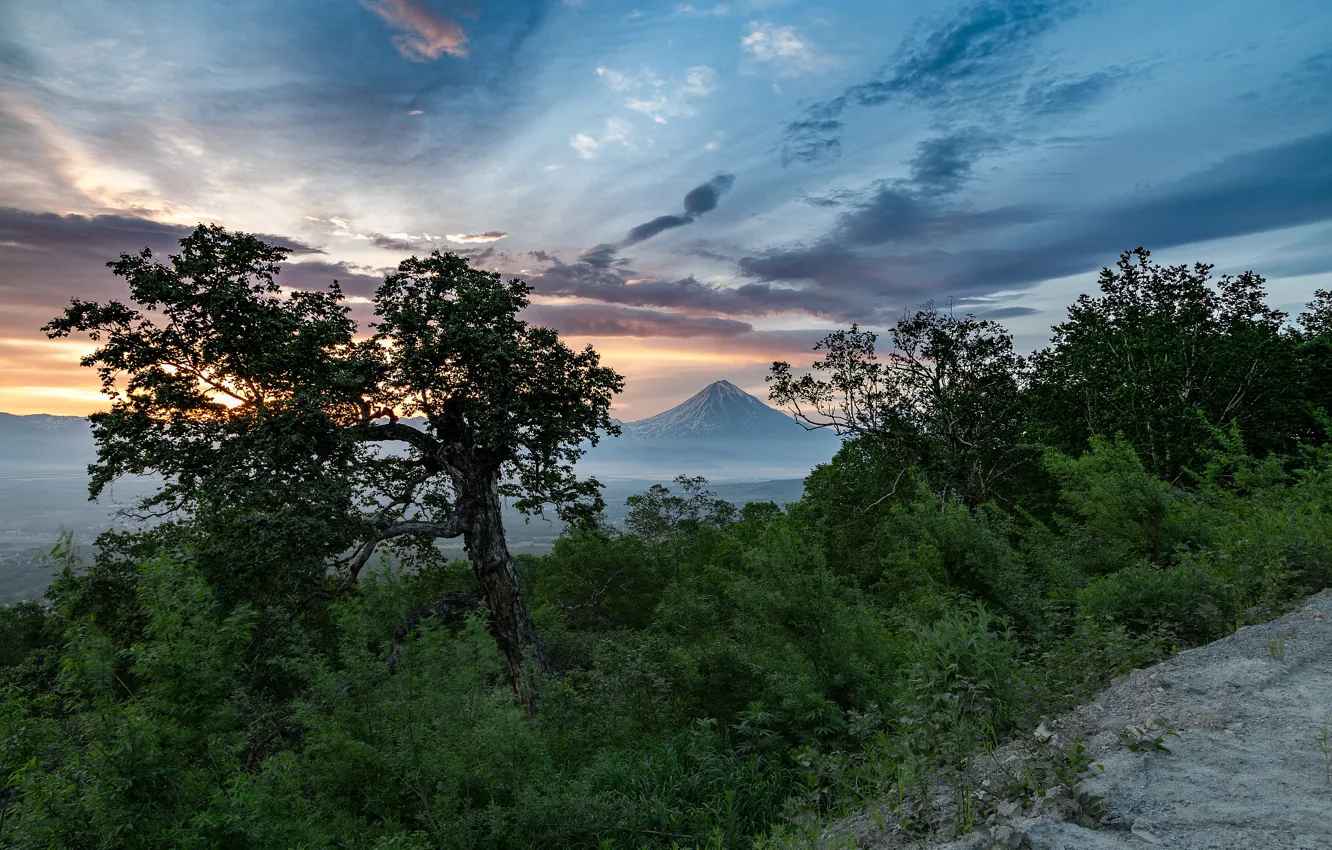 Wallpaper the sky, trees, sunset, mountains, nature, Maxine Alexander ...