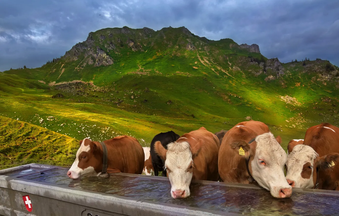 Wallpaper mountains, cows, Alps, the herd for mobile and desktop ...