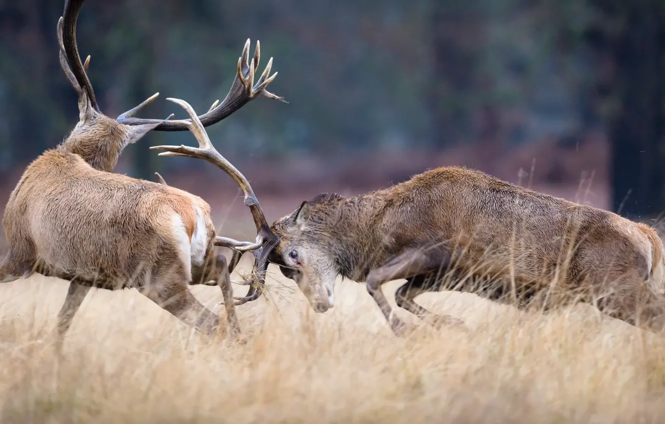Wallpaper nature, fight, deer for mobile and desktop, section животные ...
