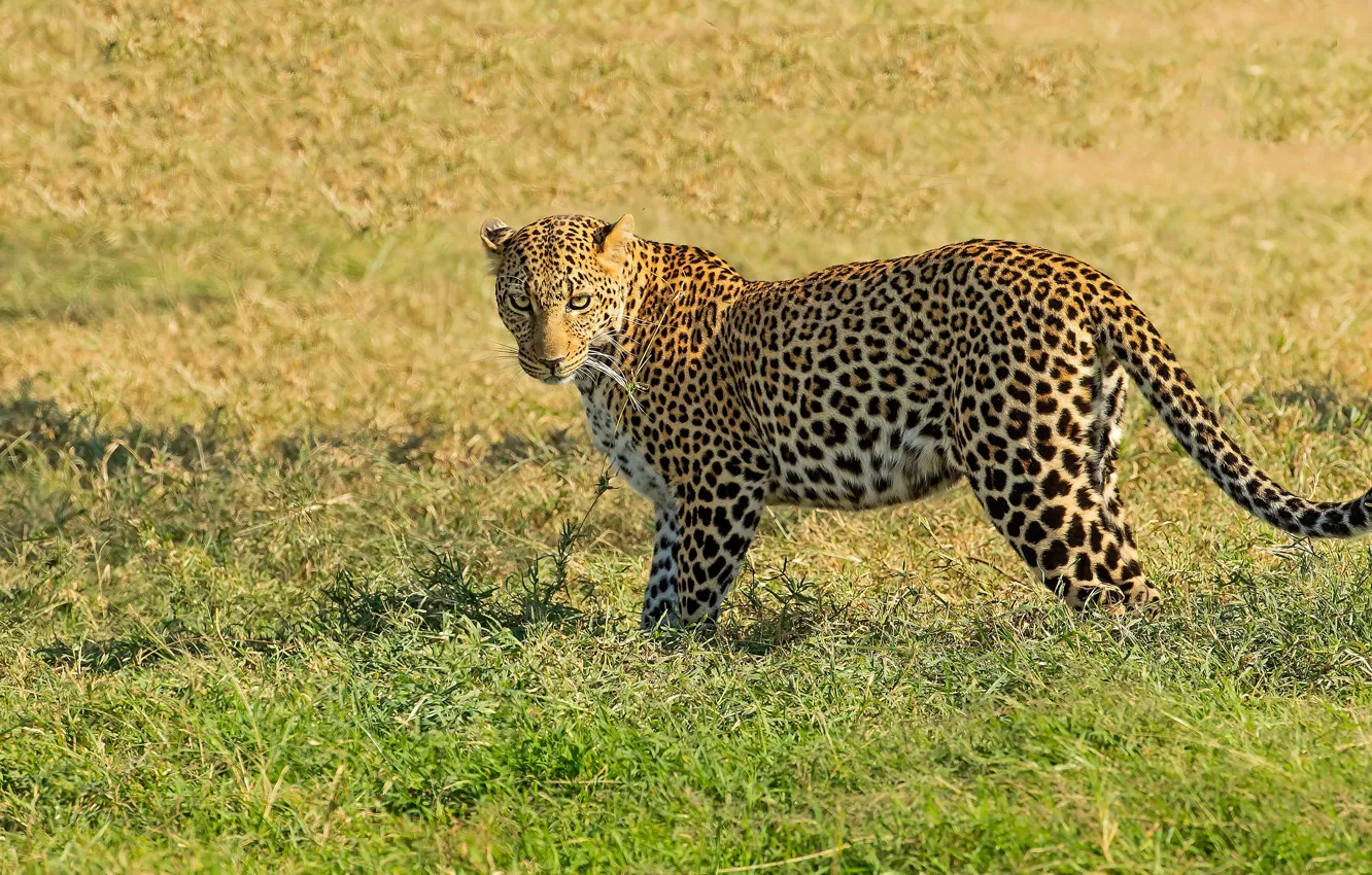 Wallpaper field, grass, nature, leopard images for desktop, section ...