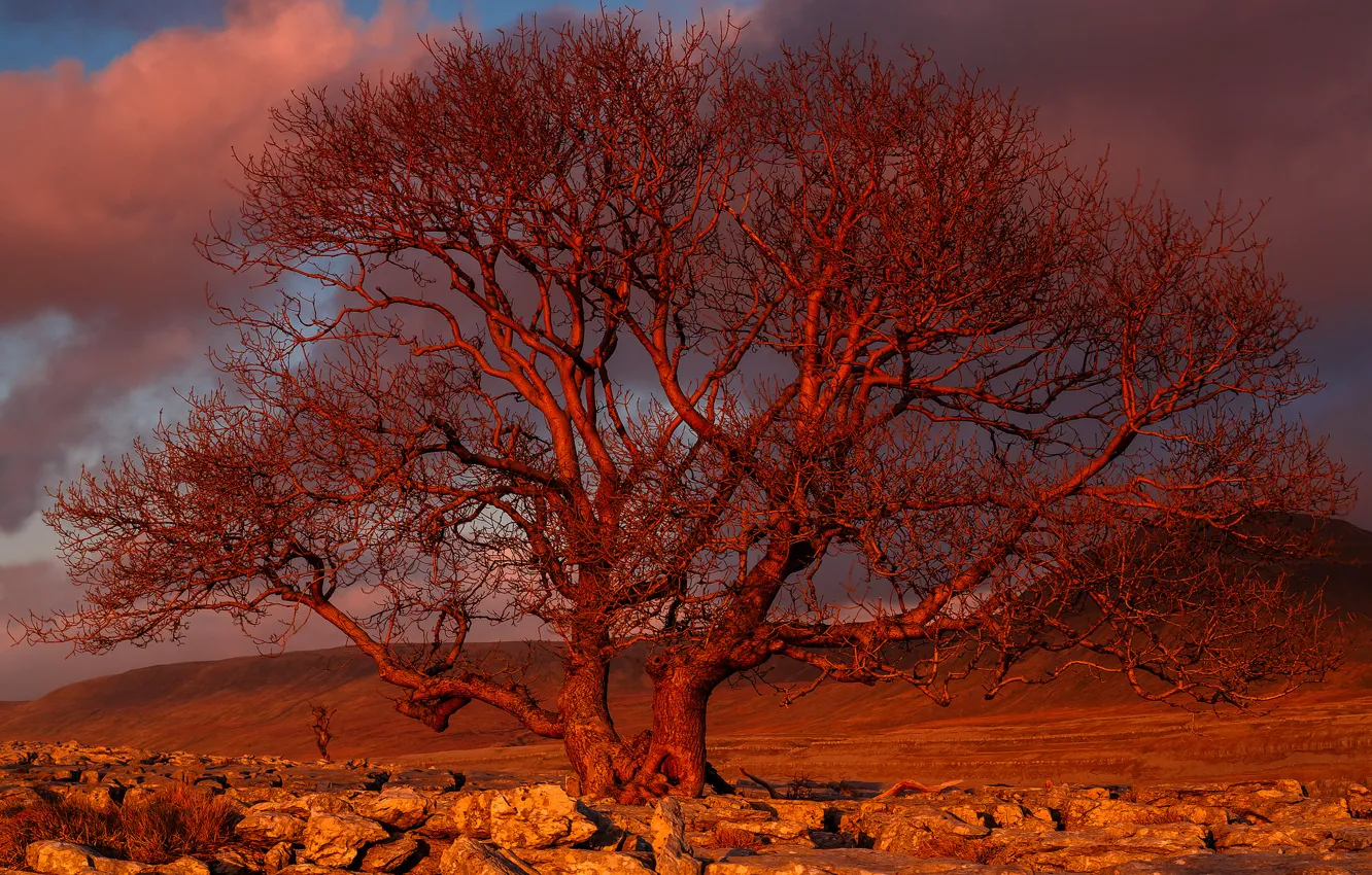 Wallpaper sunset, tree, Sunset Tree images for desktop, section природа ...