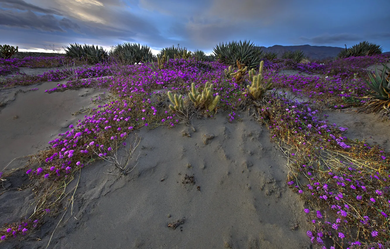 Wallpaper sand, flowers, hills, desert, cactus for mobile and desktop ...
