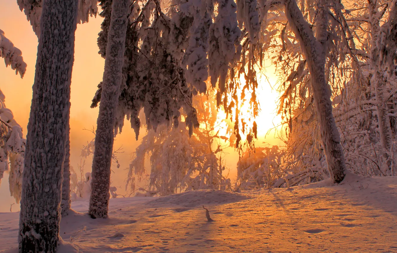 Wallpaper winter, forest, snow, dawn for mobile and desktop, section ...