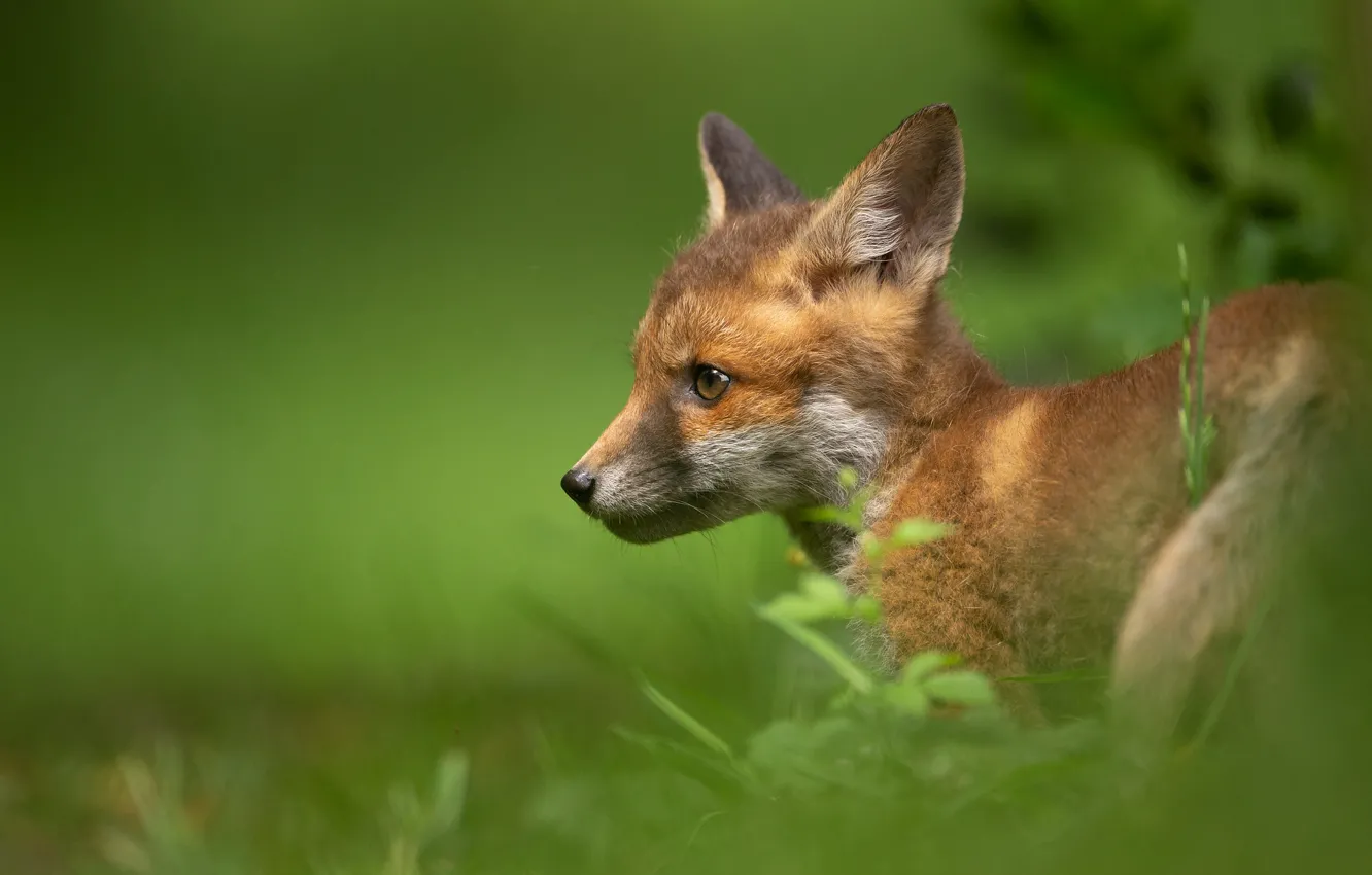 Wallpaper portrait, Fox, face, green background, Fox, Fox for mobile ...