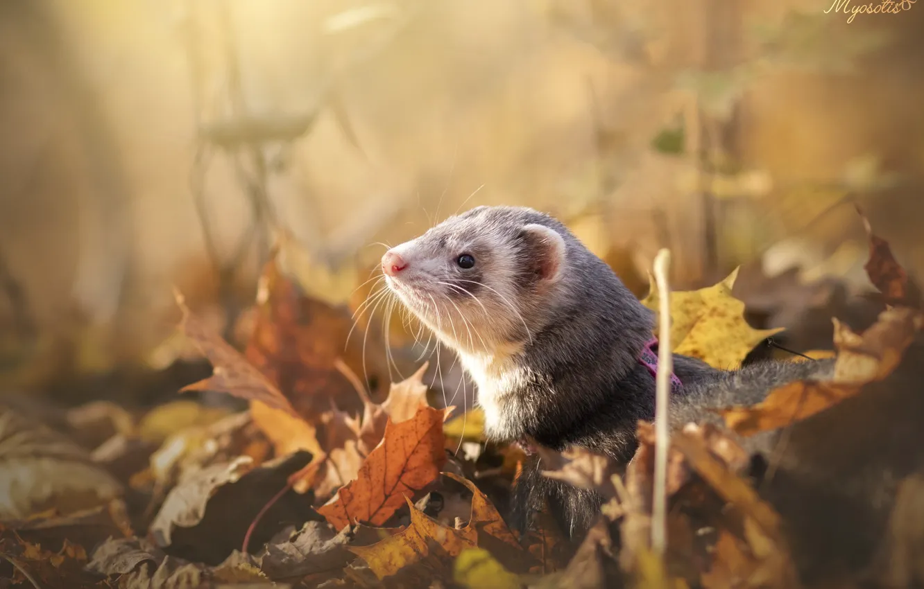 Wallpaper autumn, leaves, ferret, by MyosotisPhoto for mobile and ...