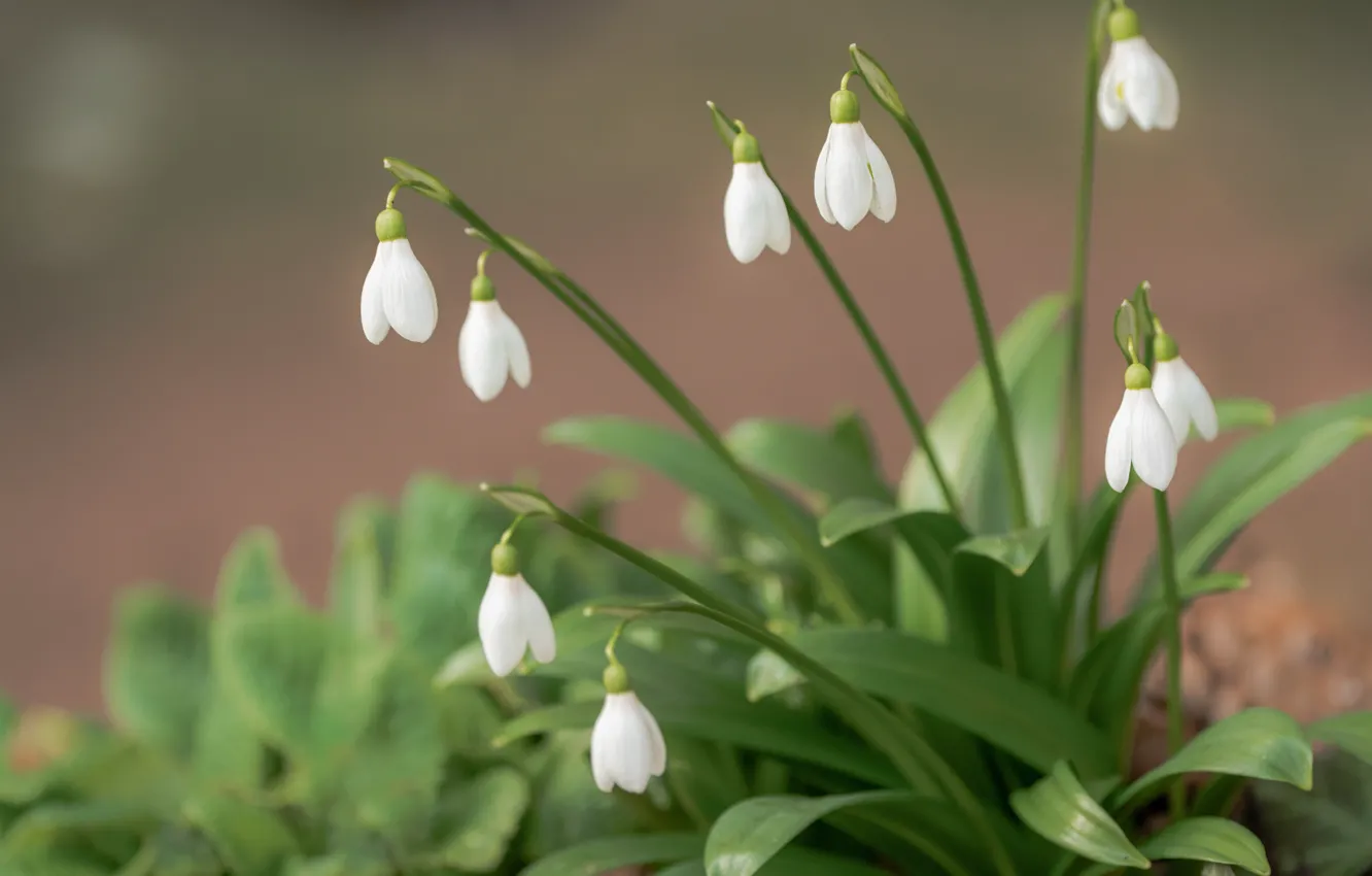 Wallpaper flowers, spring, snowdrops for mobile and desktop, section ...