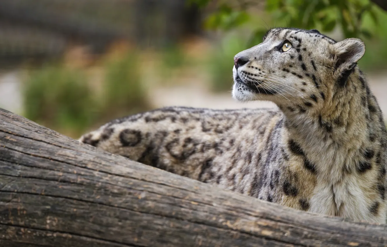 Wallpaper look, face, pose, IRBIS, snow leopard, log, looking up for ...