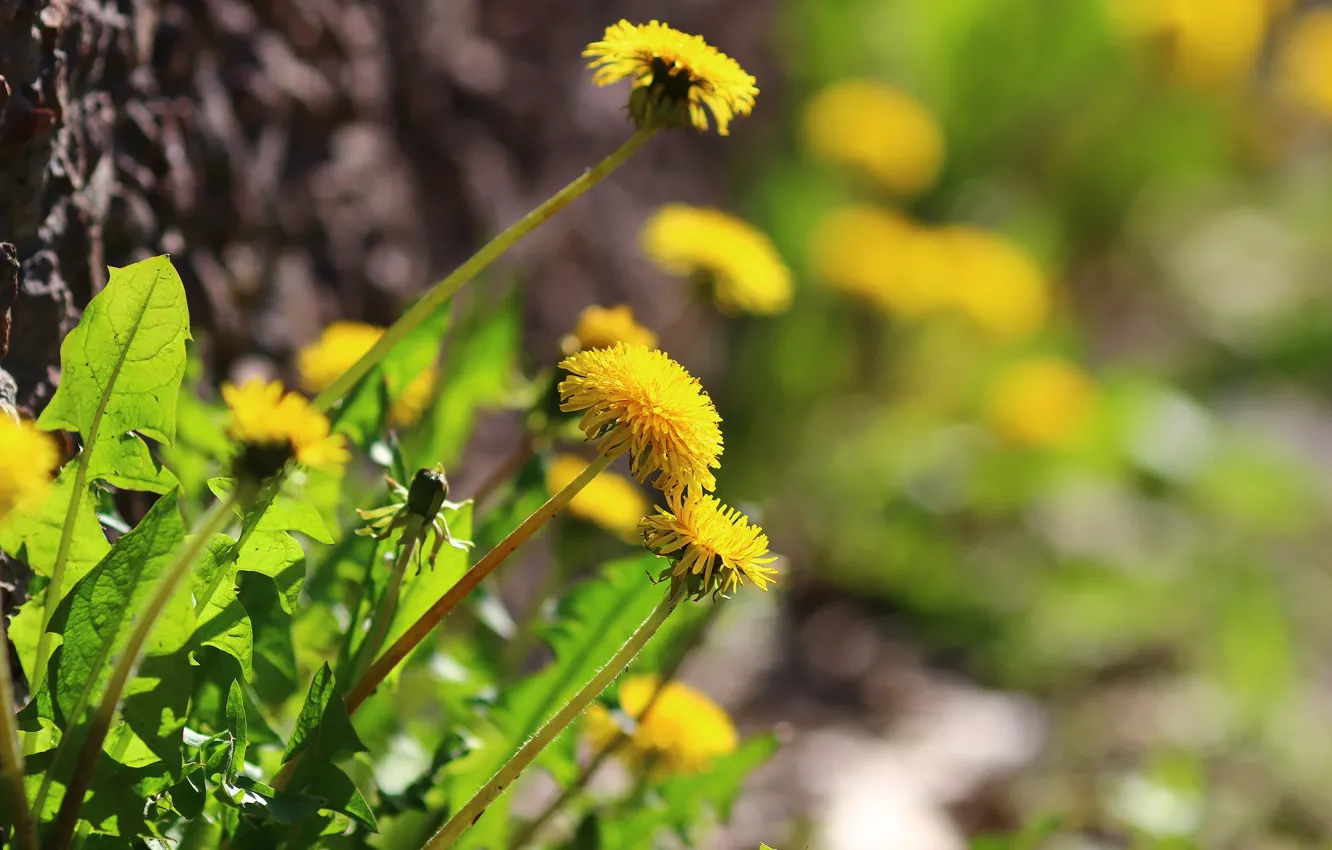 Wallpaper background, spring, dandelions for mobile and desktop ...