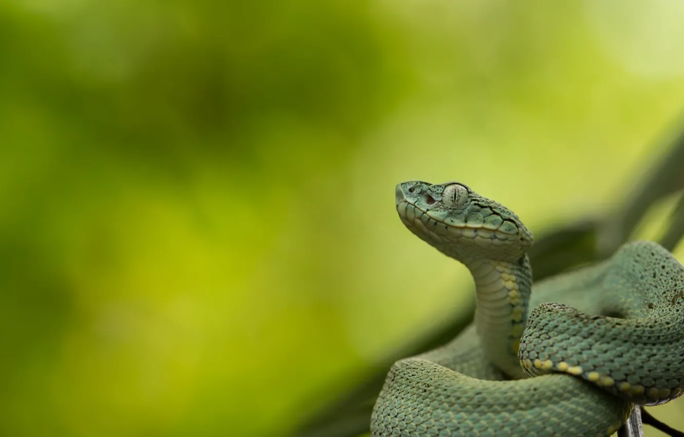 Wallpaper nature, Bothriopsis bilineata, Two lined forest pit viper for ...