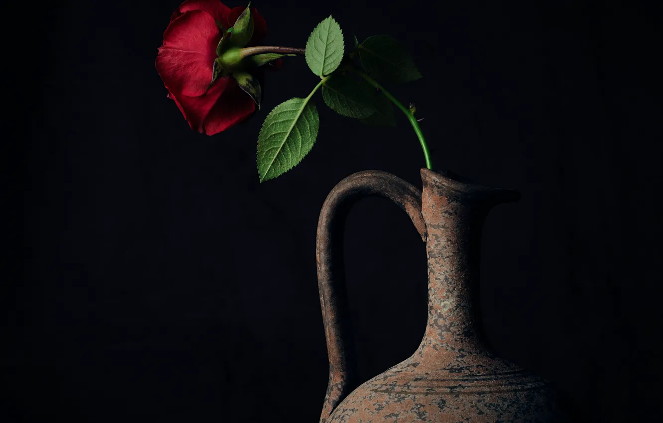 Wallpaper flowers, roses, pitcher for mobile and desktop, section цветы ...