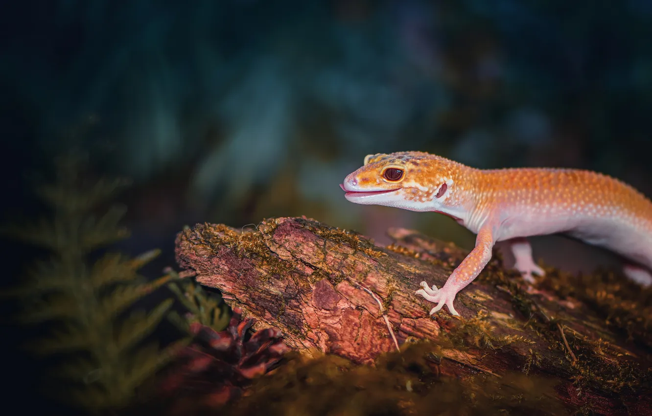 Wallpaper language, the dark background, stump, orange, blur, lizard ...