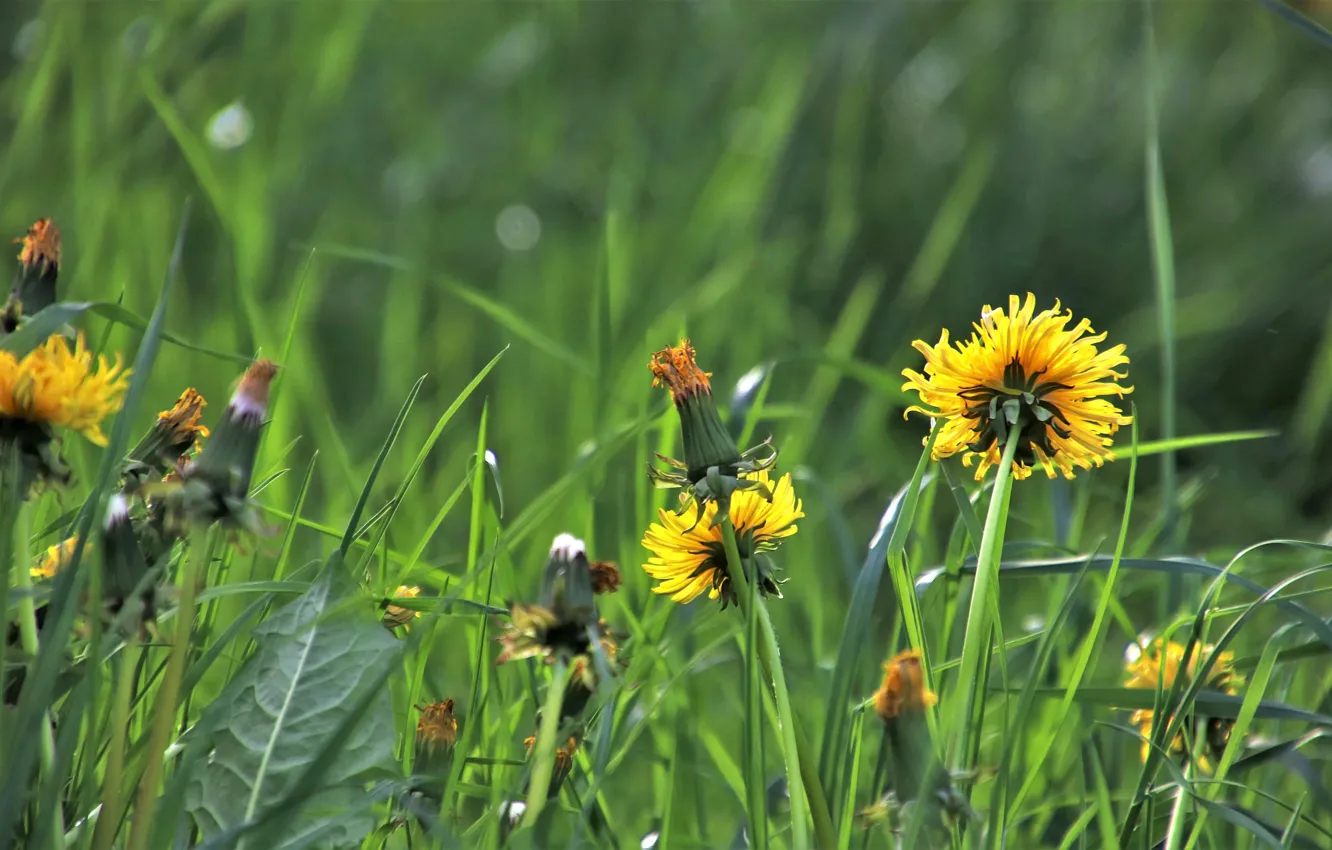 Wallpaper grass, spring, dandelions for mobile and desktop, section ...