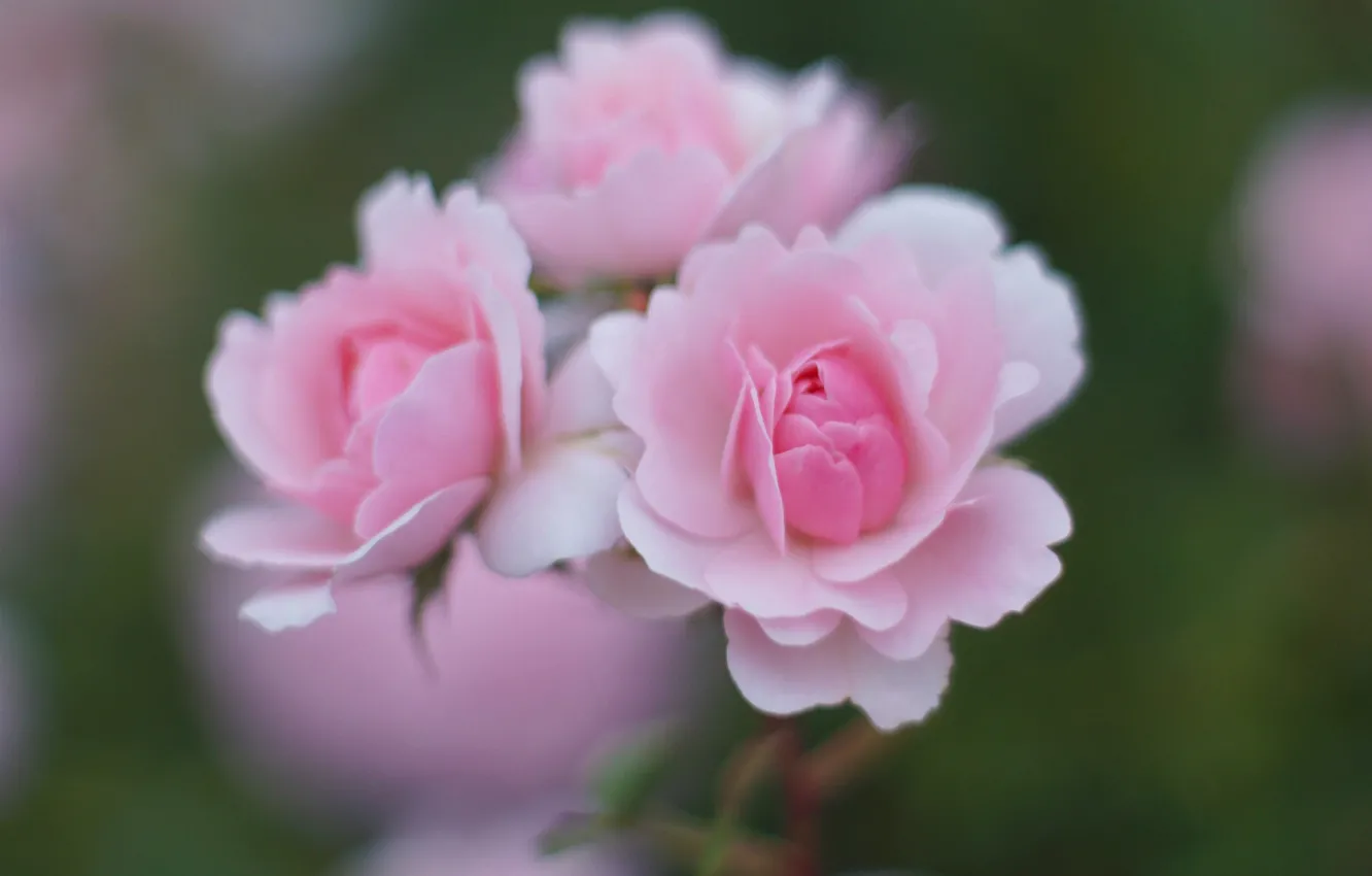 Wallpaper tenderness, roses, pink, trio, bokeh for mobile and desktop, section цветы, resolution ...