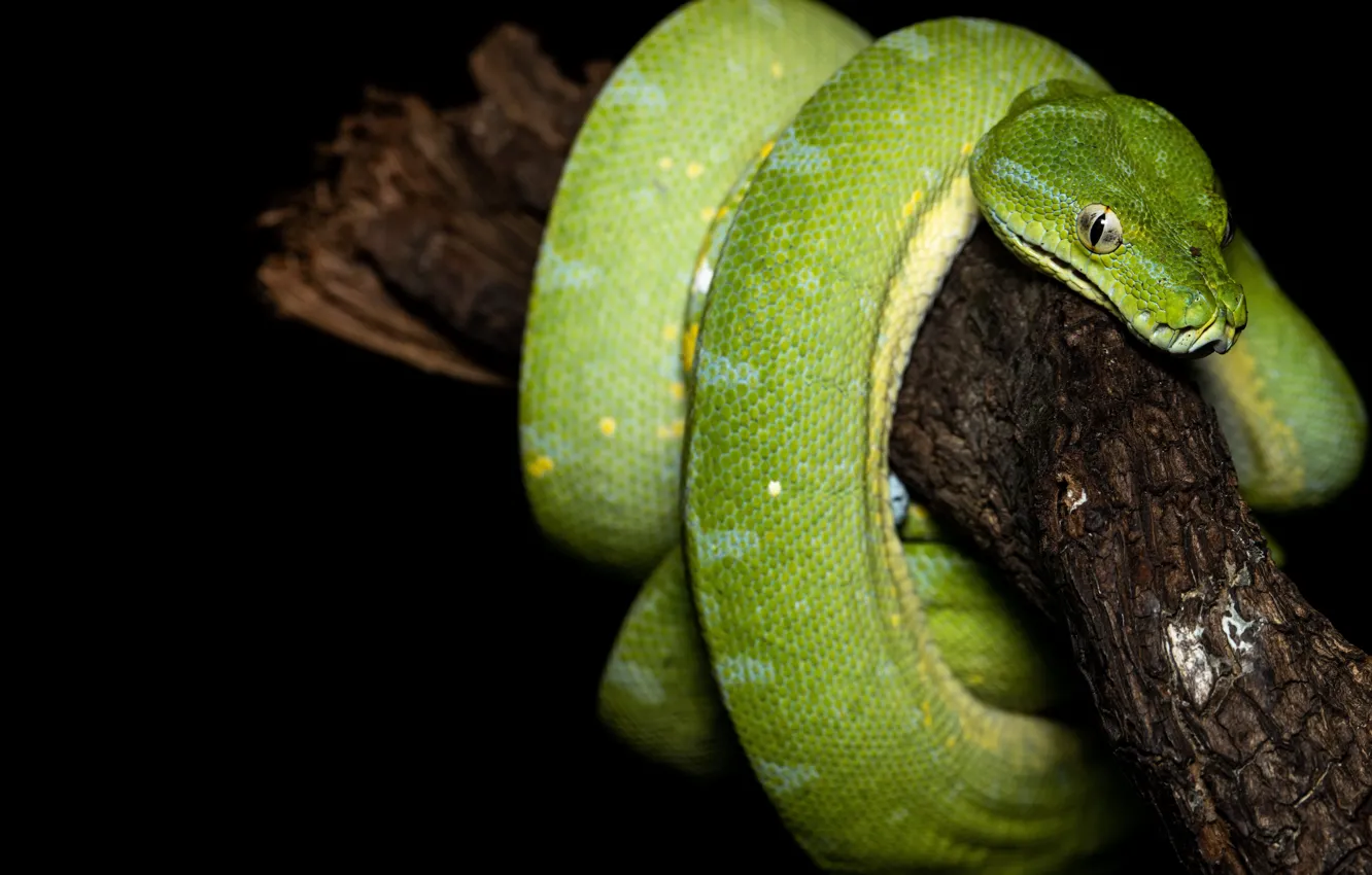Wallpaper snake, branch, Python, black background images for desktop ...