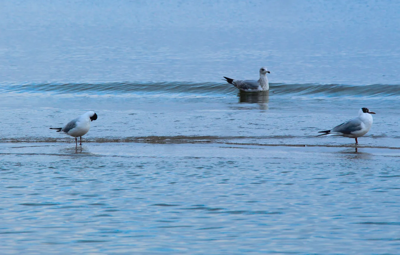 Wallpaper sea, ocean, bird, water, wave, seagull for mobile and desktop ...