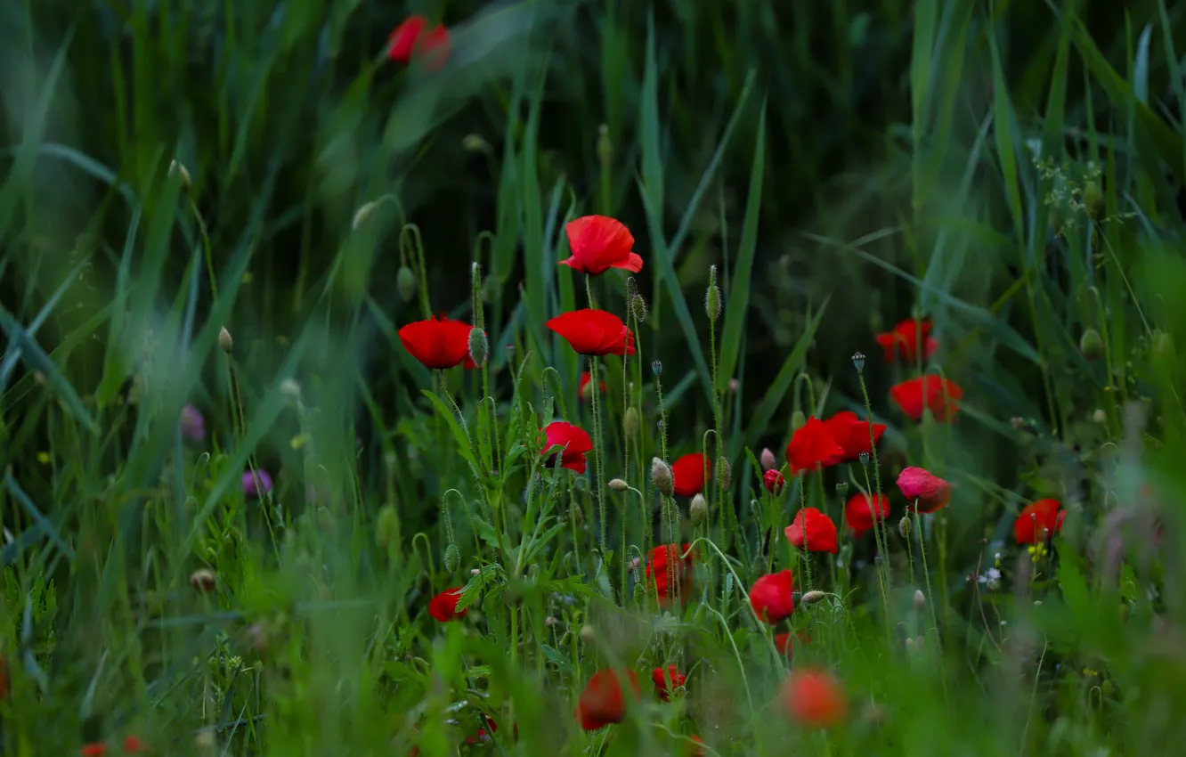 Wallpaper Greens Summer Grass Flowers Maki Red Buds Bokeh For