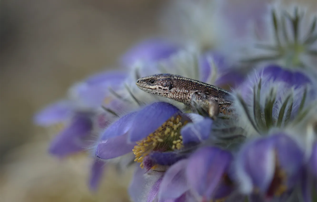 Wallpaper flowers, nature, lizard, primroses, sleep-grass, cross ...