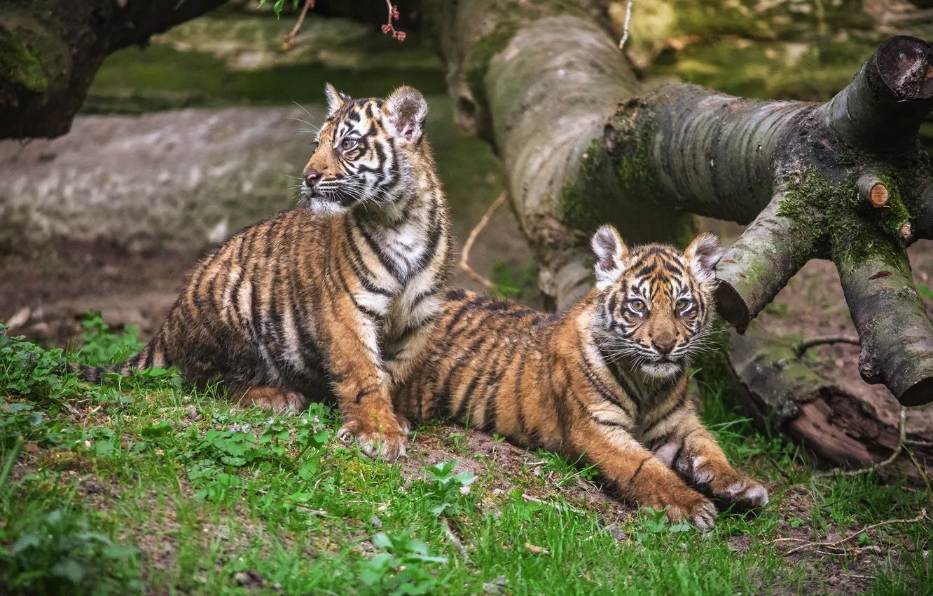 Wallpaper grass, tiger, two, baby, pair, log, tiger for mobile and ...